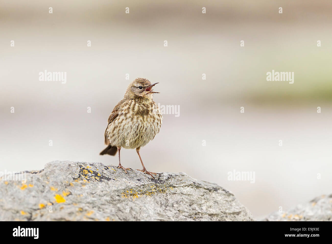Rock pipit hi-res stock photography and images - Alamy