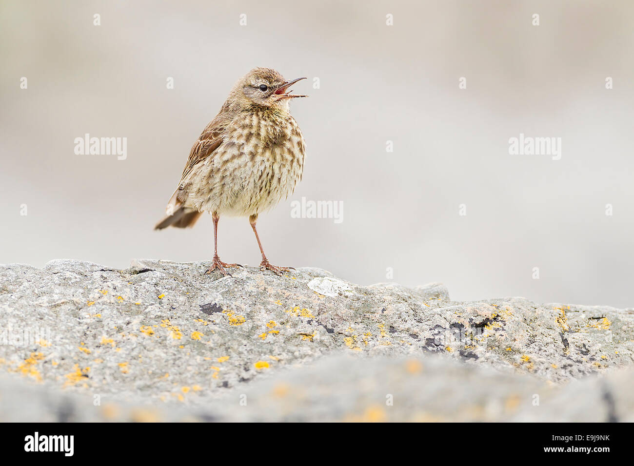 Rock pipit hi-res stock photography and images - Alamy