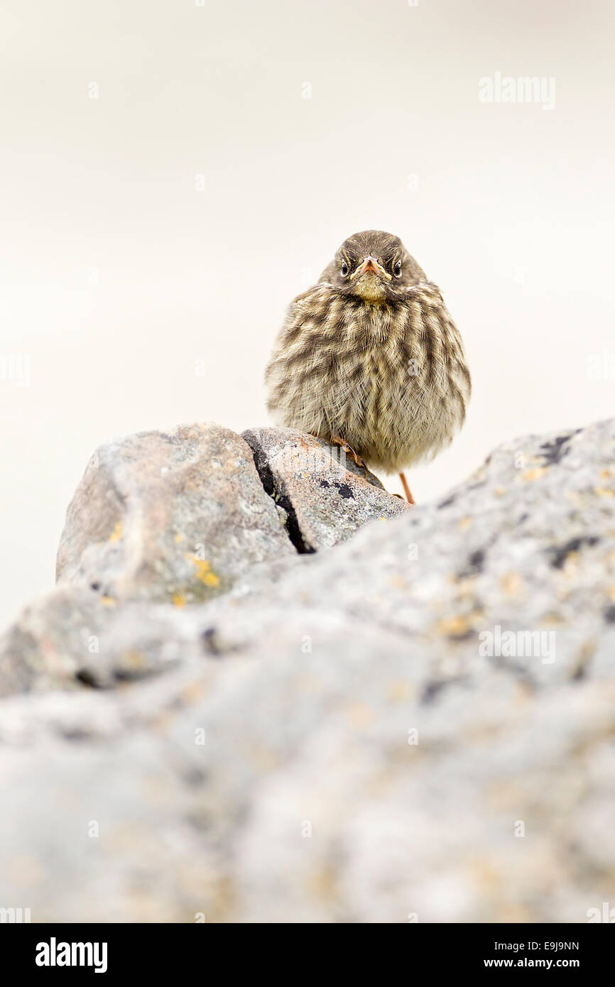Juvenile rock pipit hi-res stock photography and images - Alamy