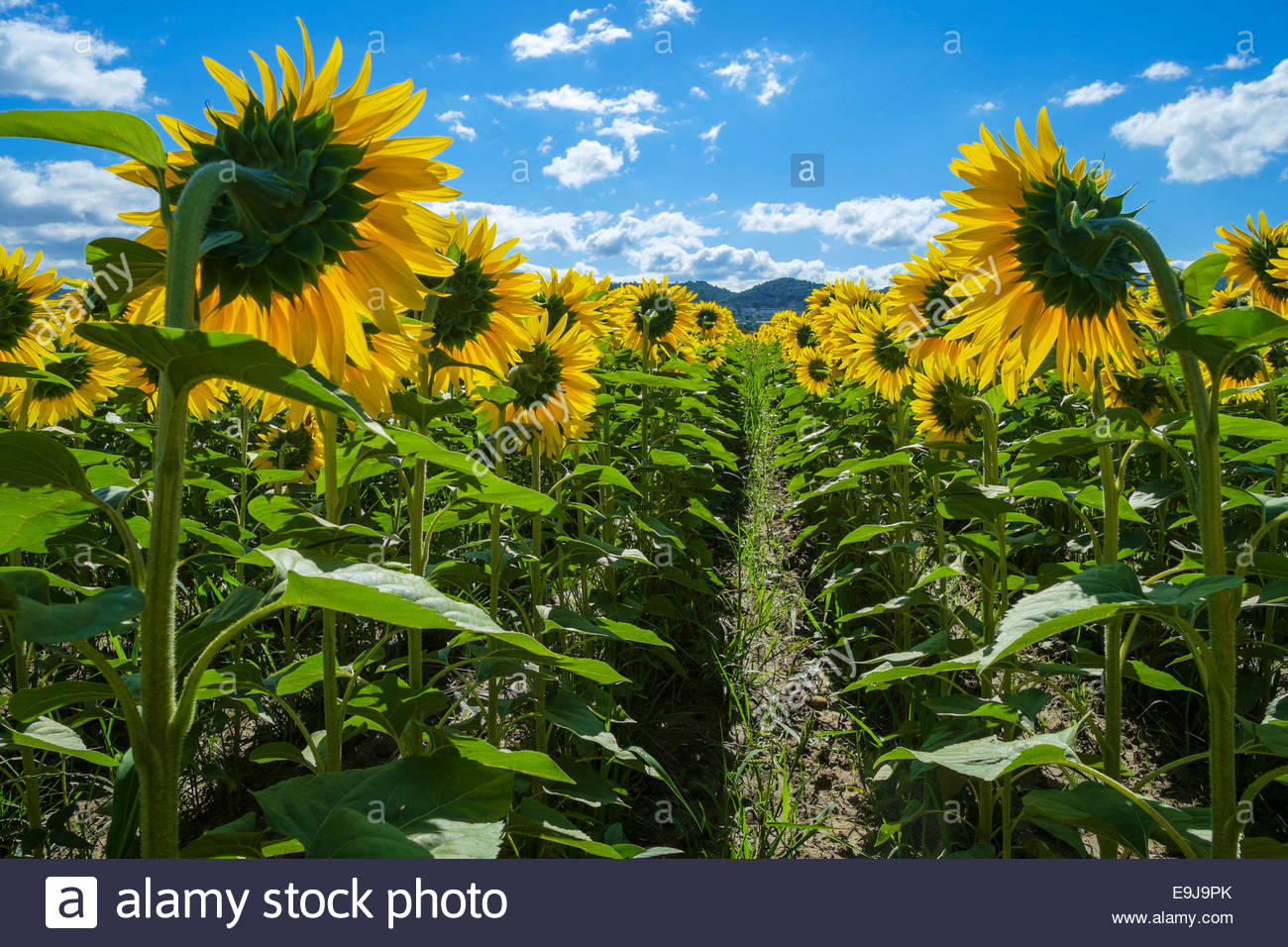 Giant Sunflowers High Resolution Stock Photography and Images - Alamy