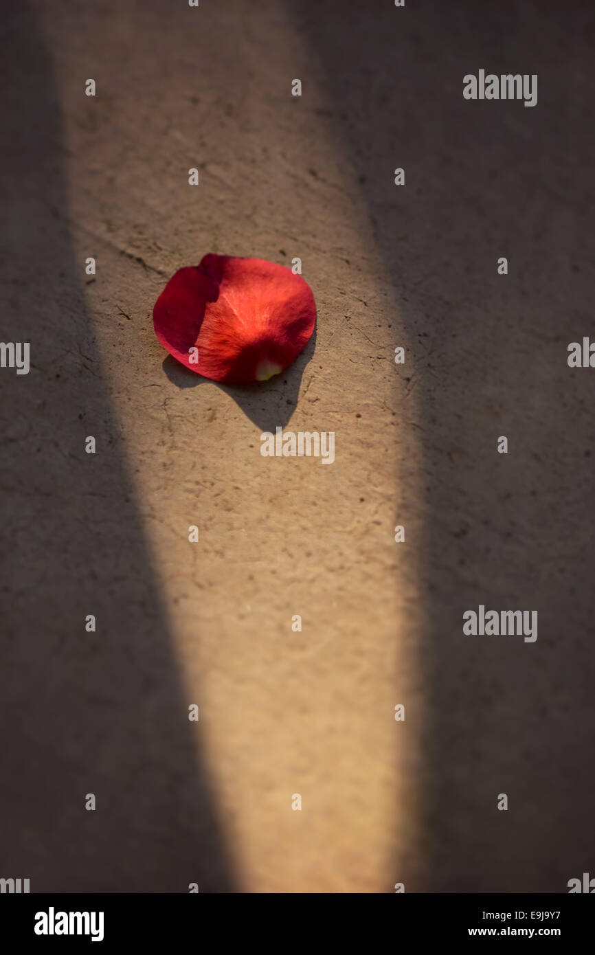 A single red rose petal on the ground Stock Photo - Alamy