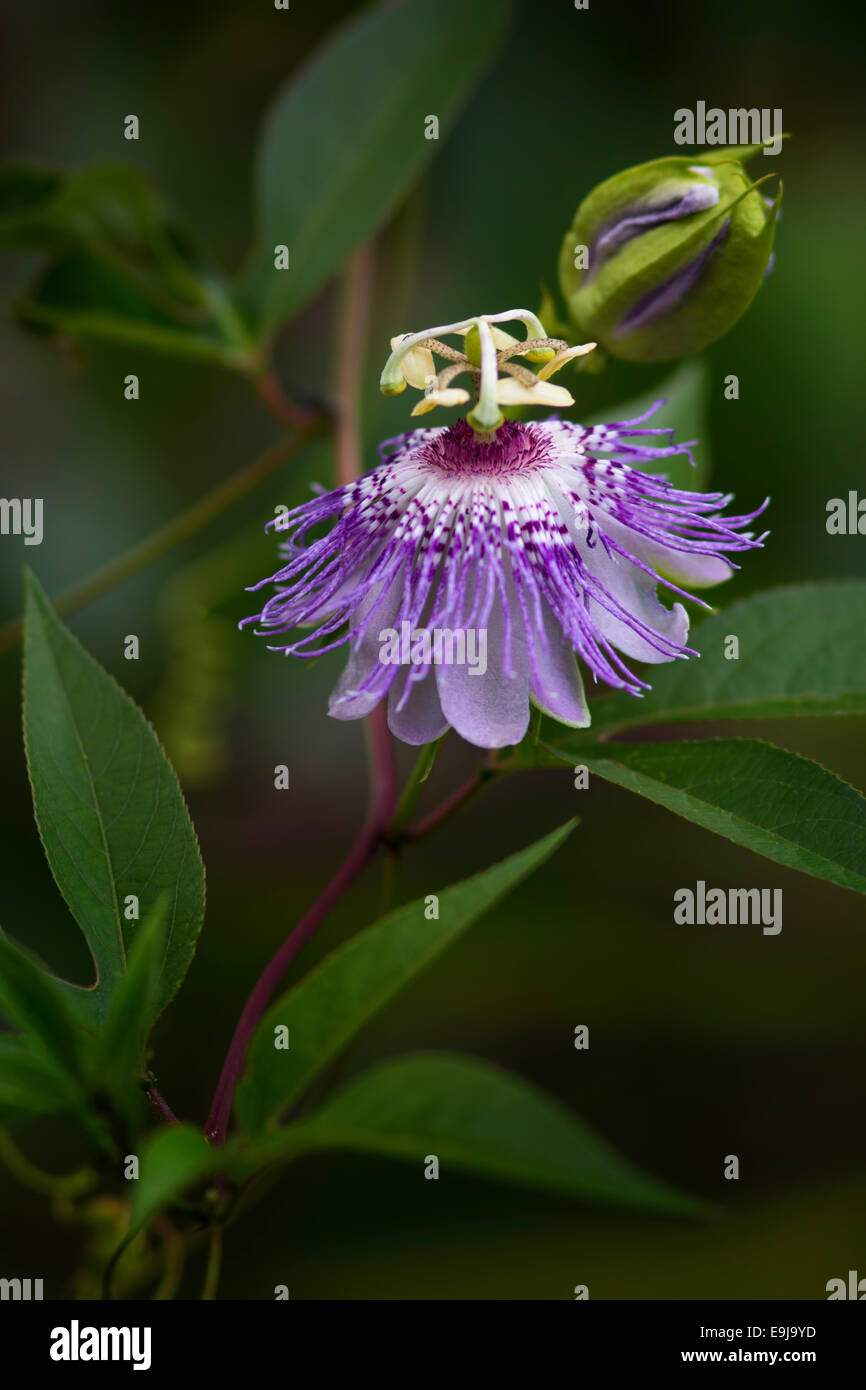An exotic passion fruit bloom grows wild Stock Photo - Alamy