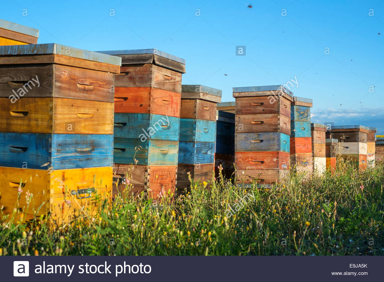 Beehive Field High Resolution Stock Photography and Images - Alamy