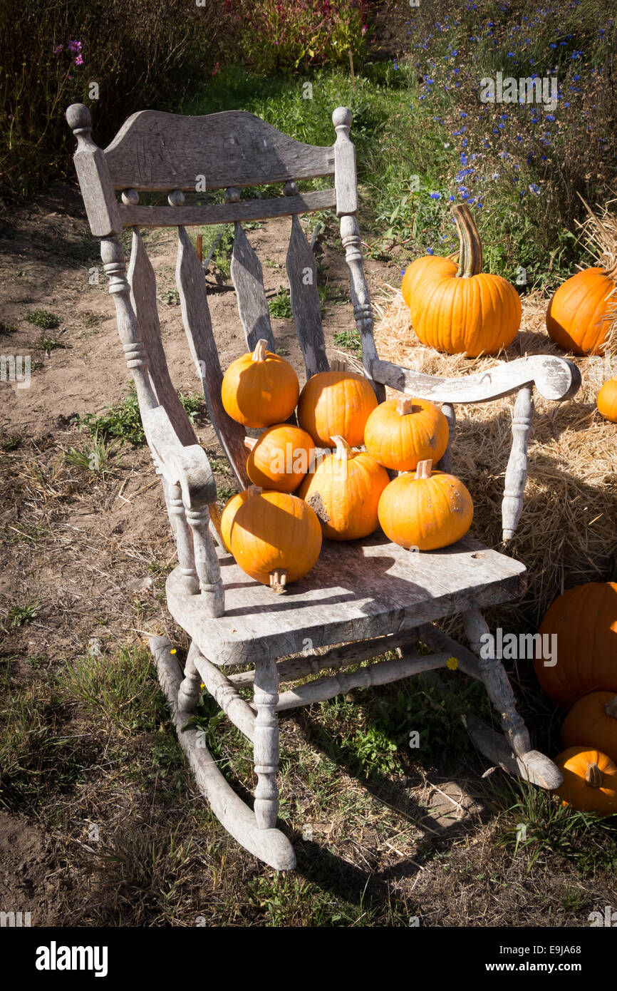 Pumpkin Patch and rocking chair Stock Photo - Alamy