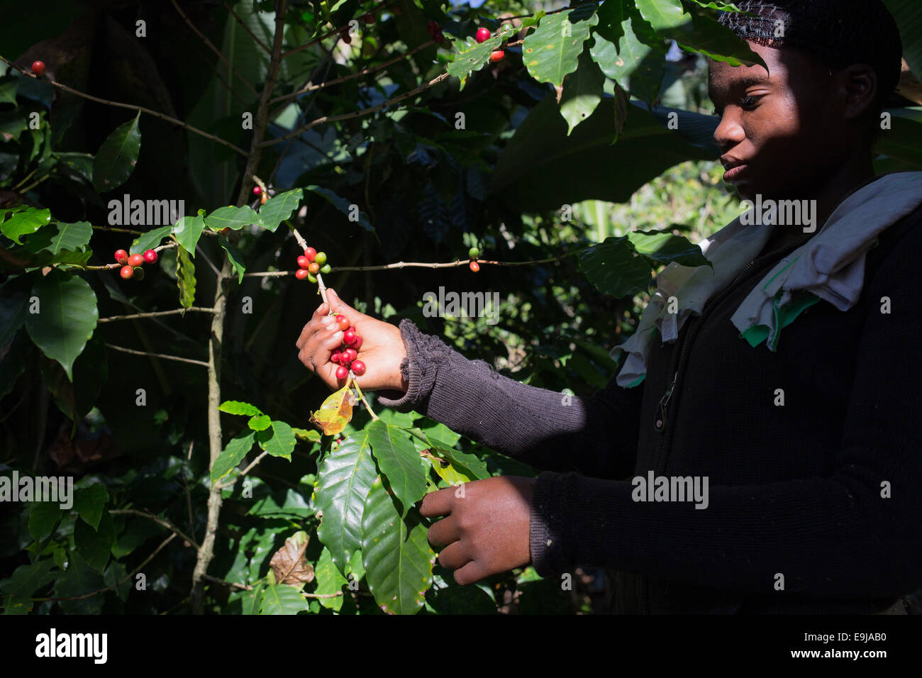 Valdesia hi-res stock photography and images - Alamy