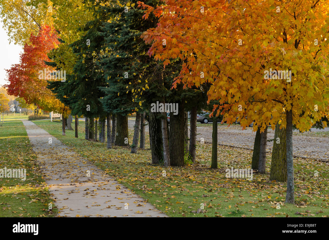 Vibrant and colorful leaves during fall season Stock Photo - Alamy