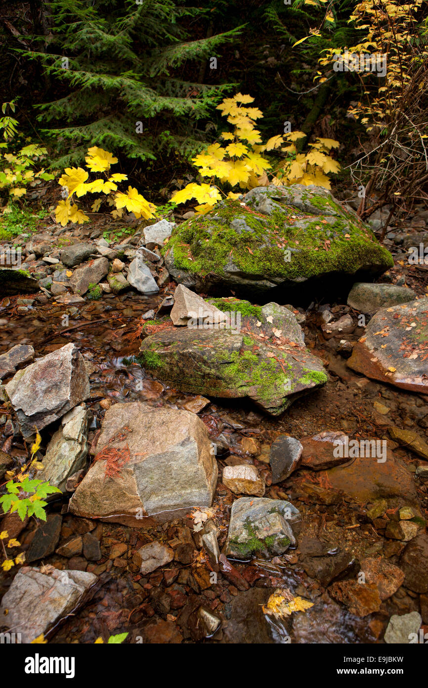 Rocks and Boulders in the stream along with big vine maples Stock Photo ...