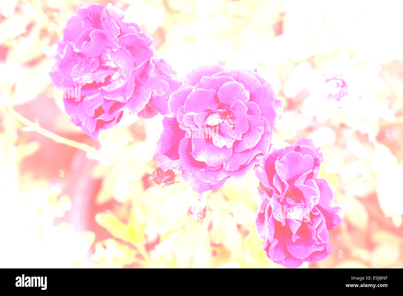 Beautiful colorful roses Cut Out Stock Images & Pictures - Alamy