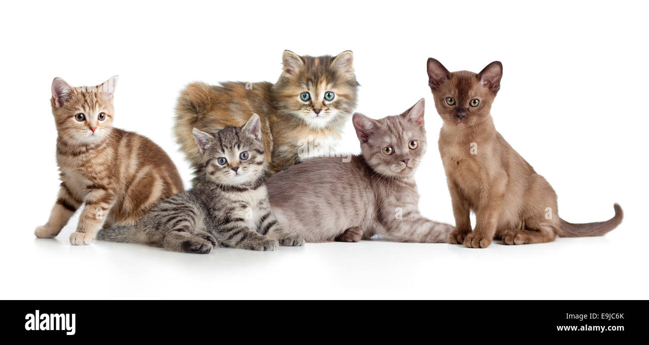 Different cat breed hi-res stock photography and images - Alamy