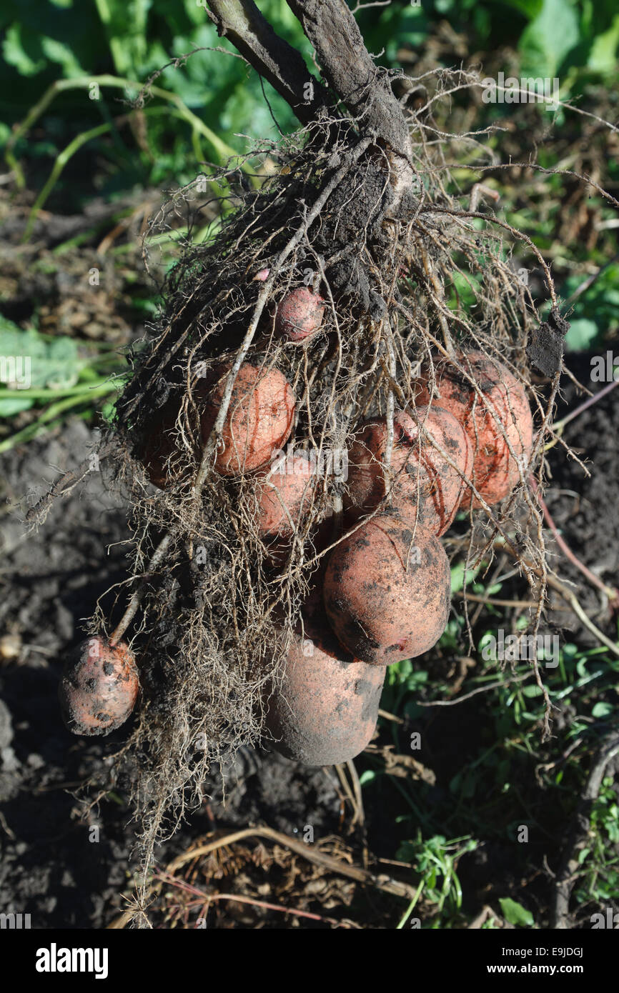 Digging potatoes farm hi-res stock photography and images - Alamy