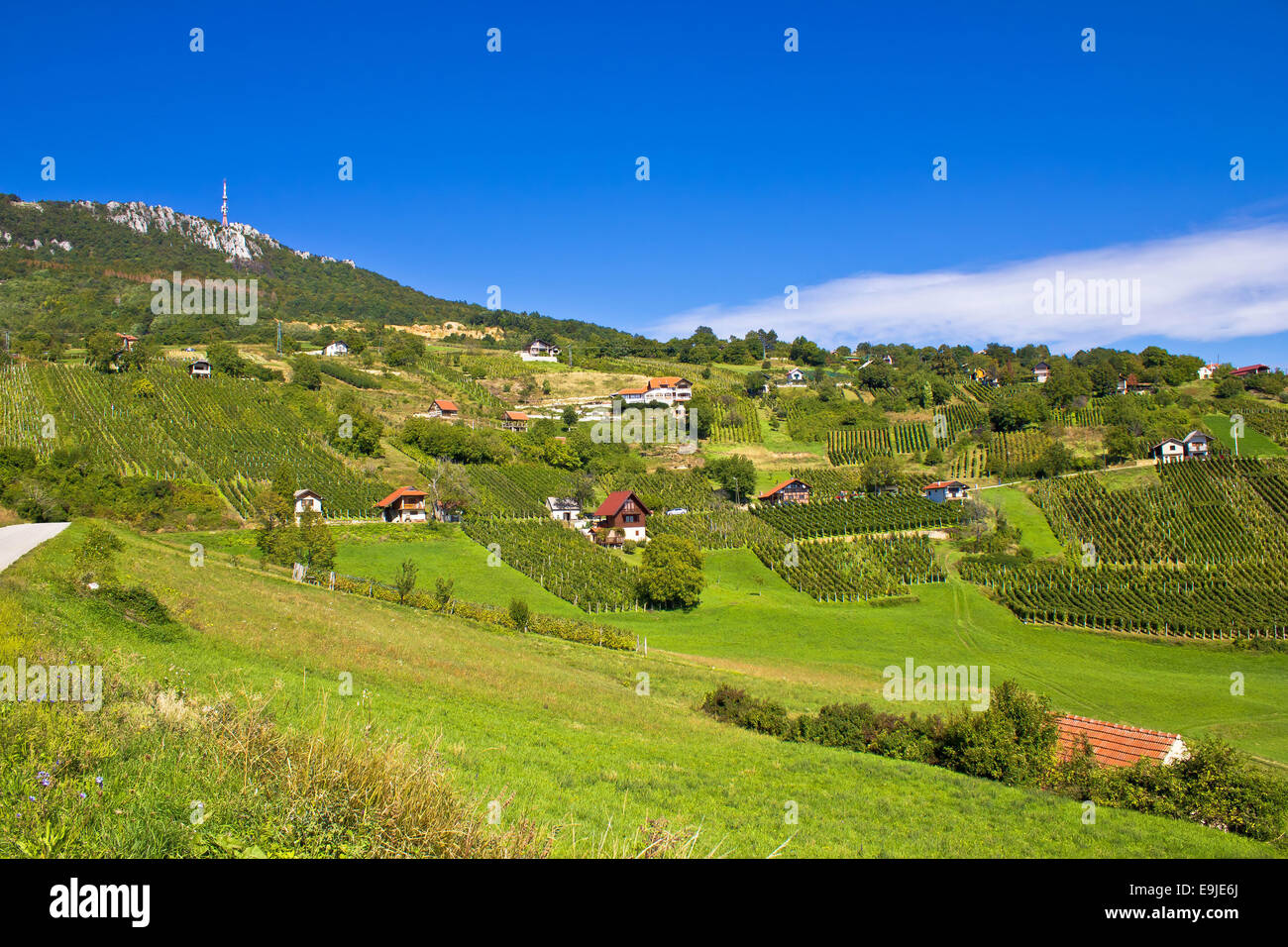 Vineyards on Kalnik mountain slopes Stock Photo - Alamy