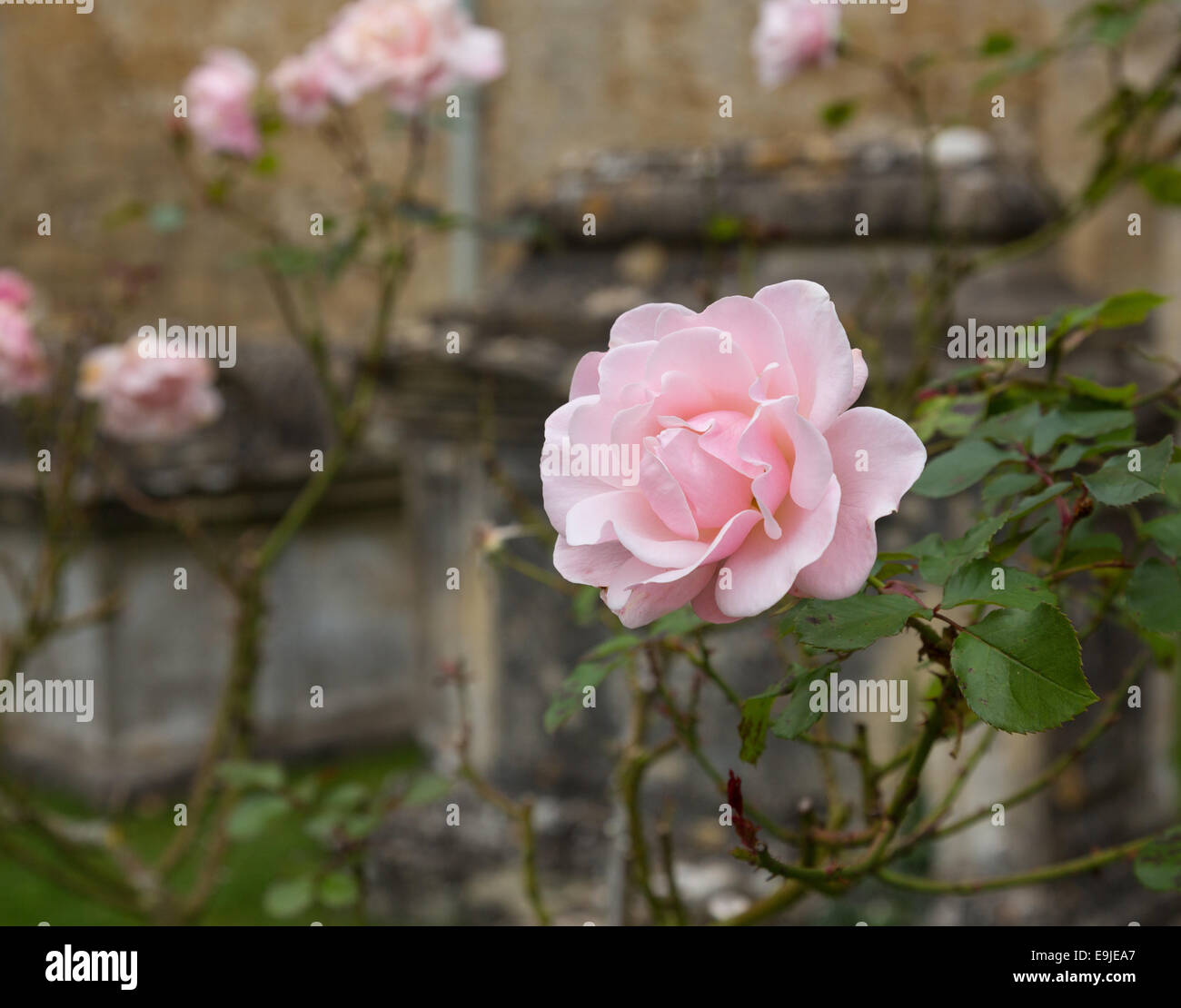 Pink rose in graveyard in Bibury Stock Photo - Alamy