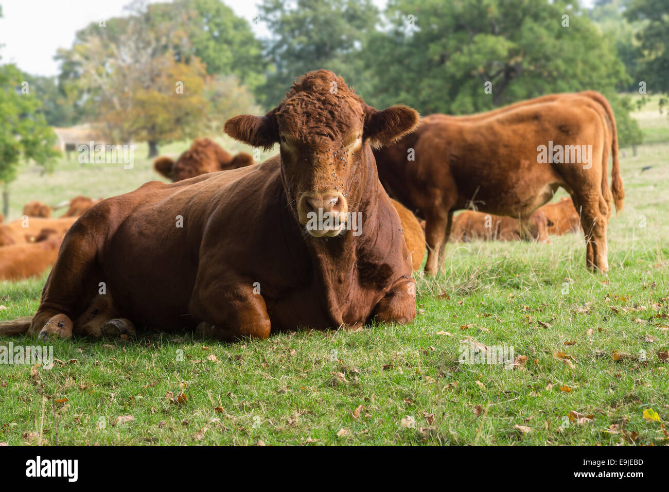 Cow calf resting in hi-res stock photography and images - Alamy