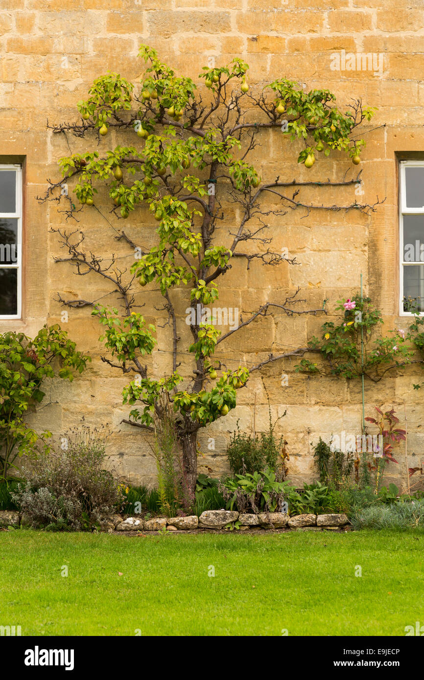 Pear tree house wall hi-res stock photography and images - Alamy