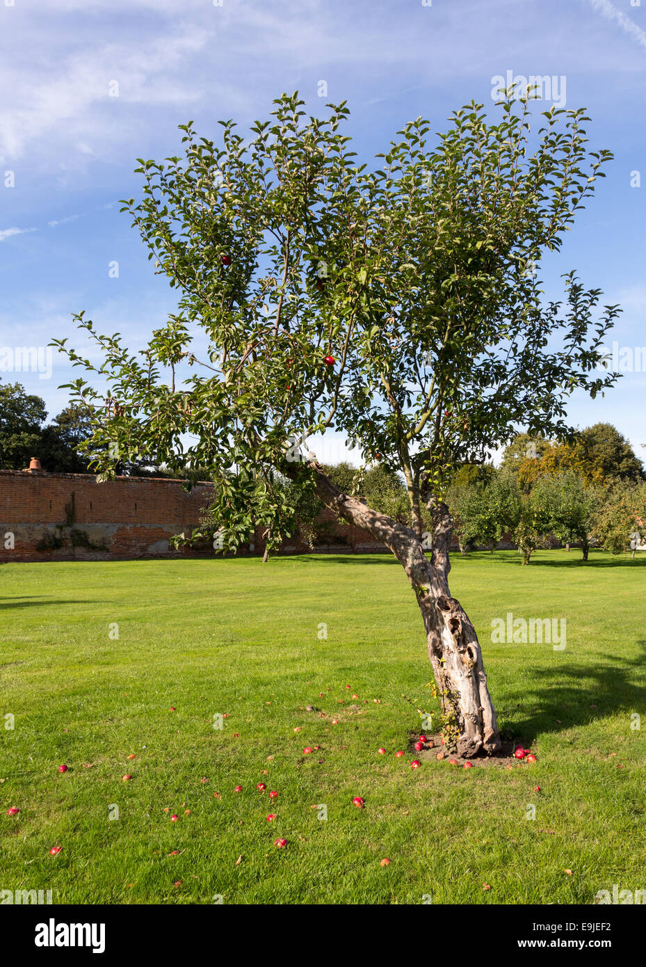 Fall ground hi-res stock photography and images - Alamy