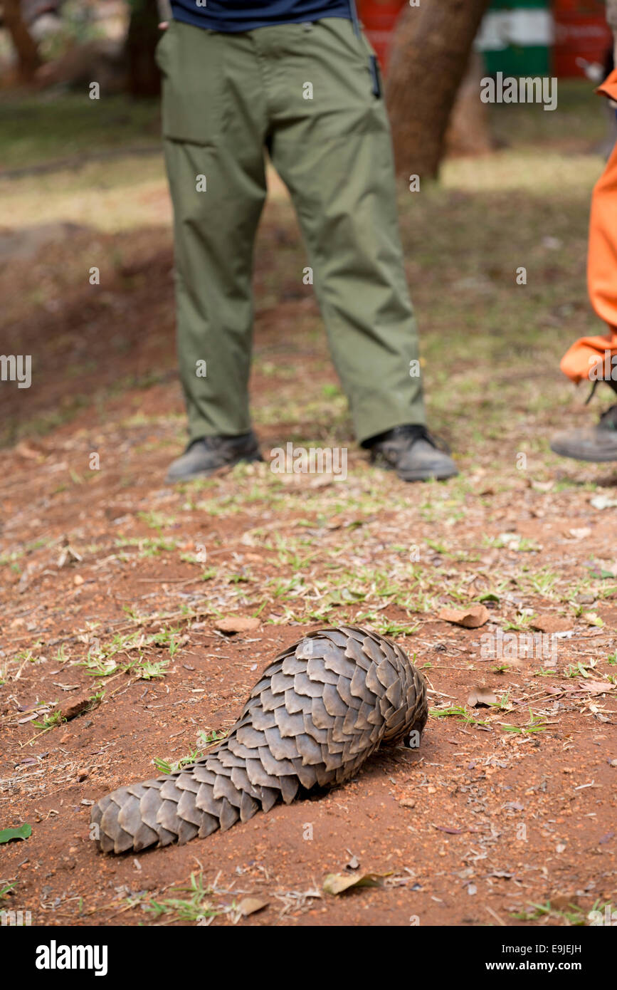 Pangolin scales hi-res stock photography and images - Alamy