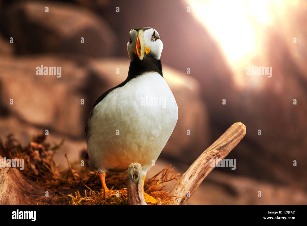 Curious puffin hi-res stock photography and images - Alamy
