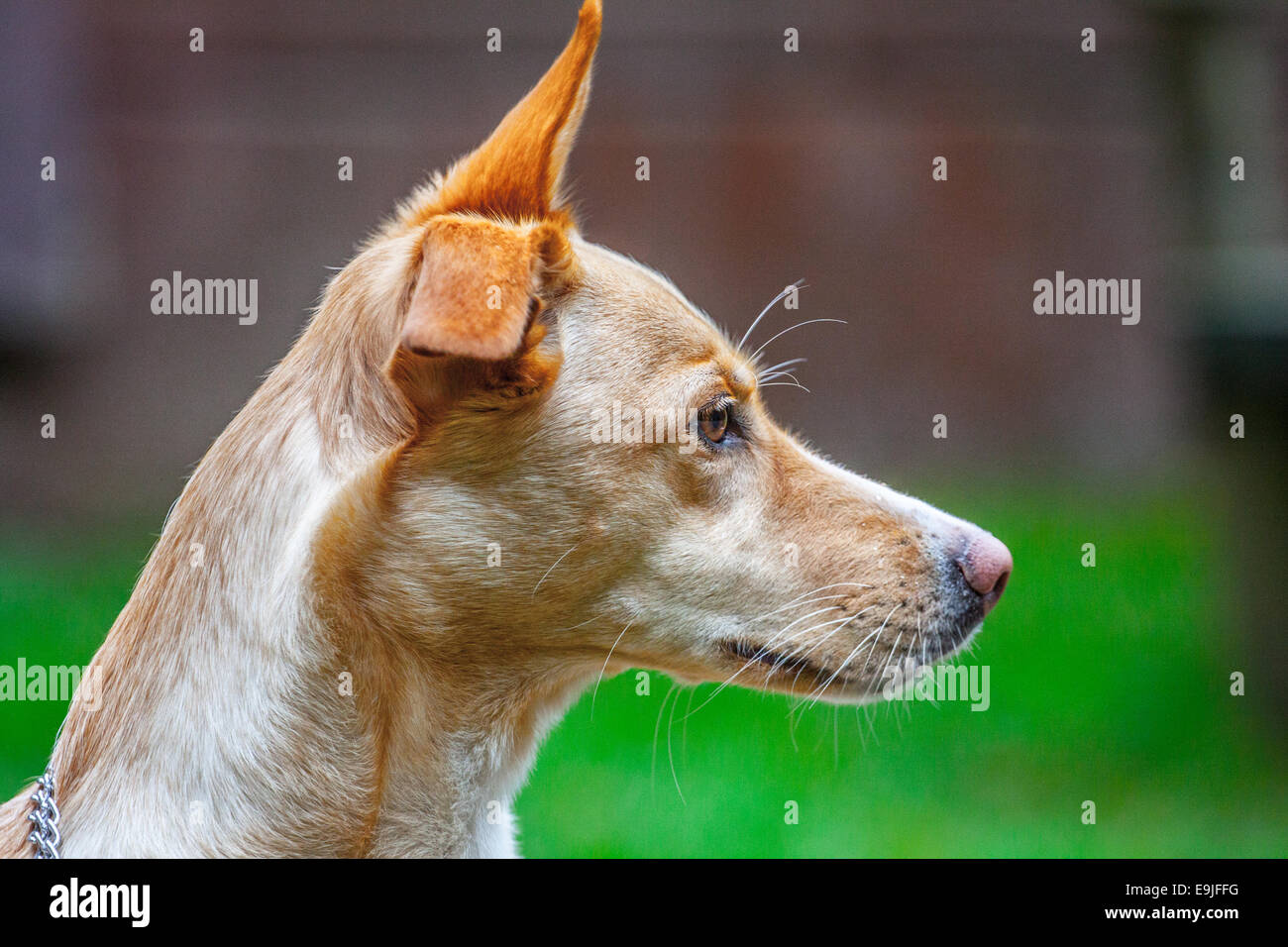 Podenco mischling hi-res stock photography and images - Alamy