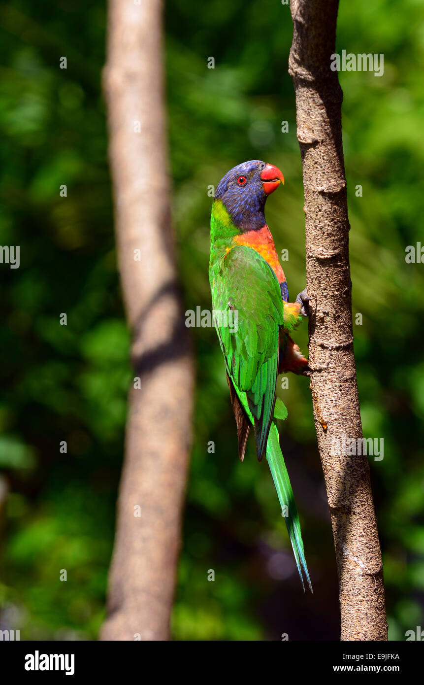Australian Native Parakeet High Resolution Stock Photography and Images ...