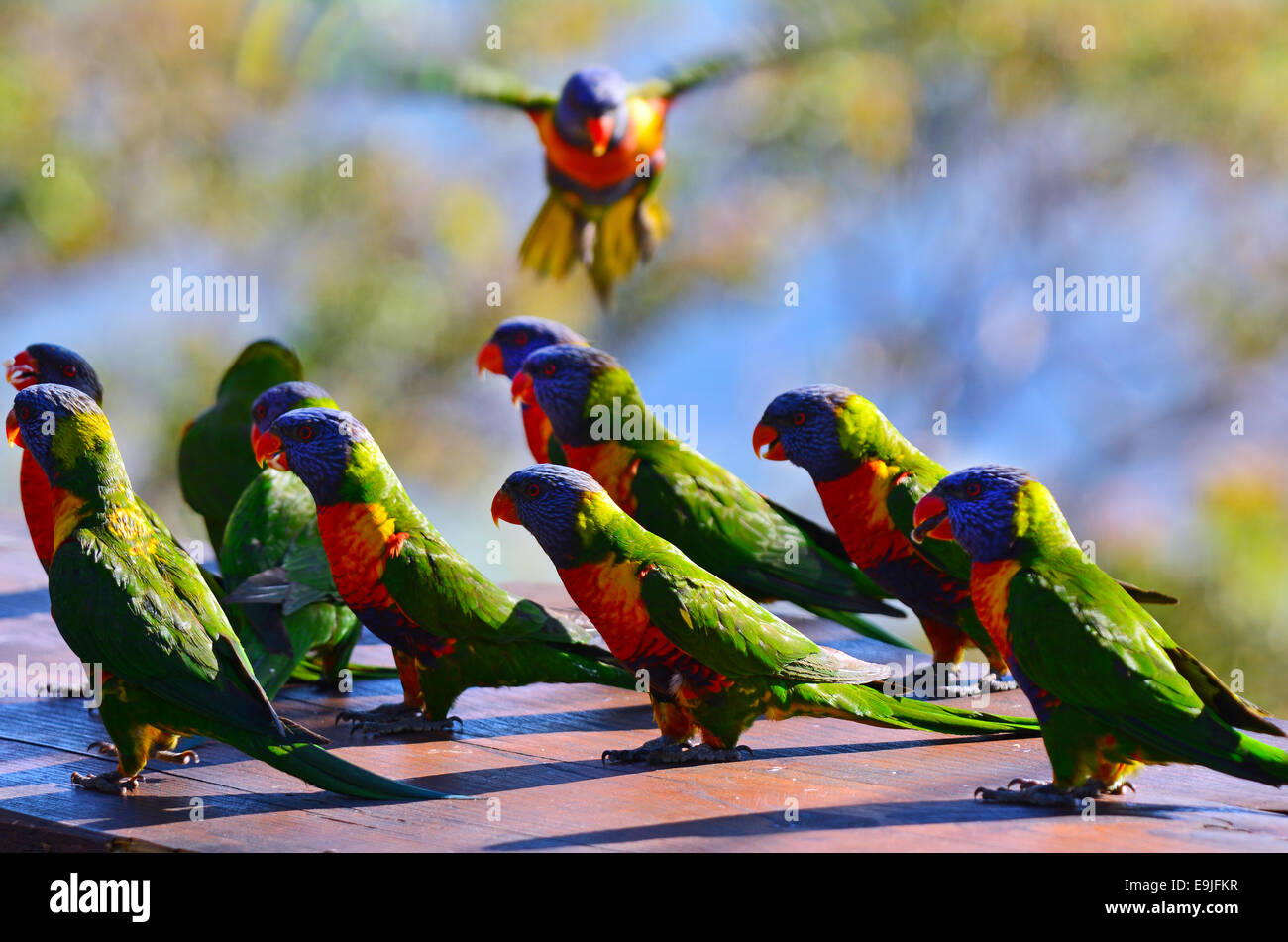 Australian Parrot Flying High Resolution Stock Photography and Images ...