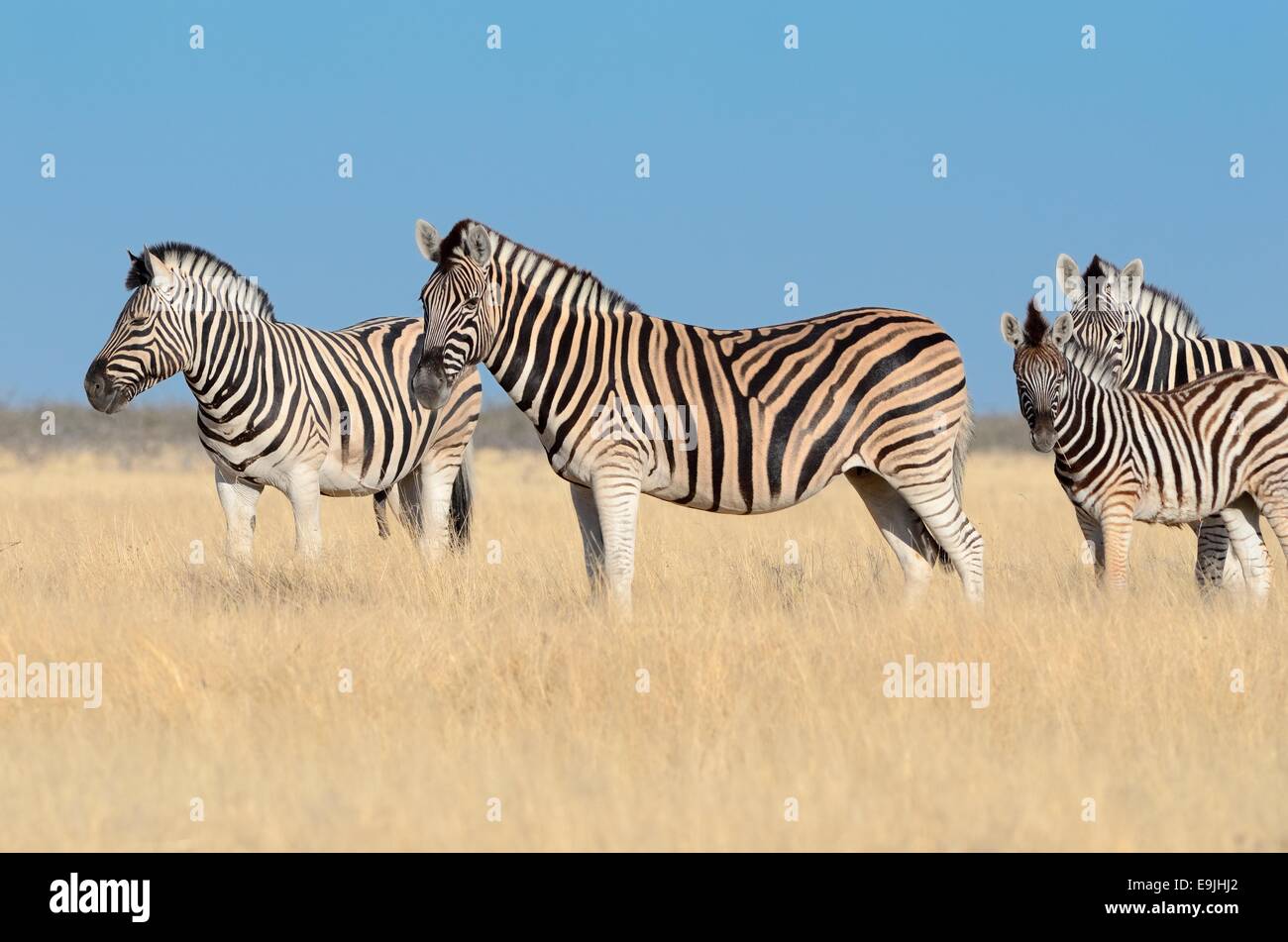 Zebra male and female hi-res stock photography and images - Alamy