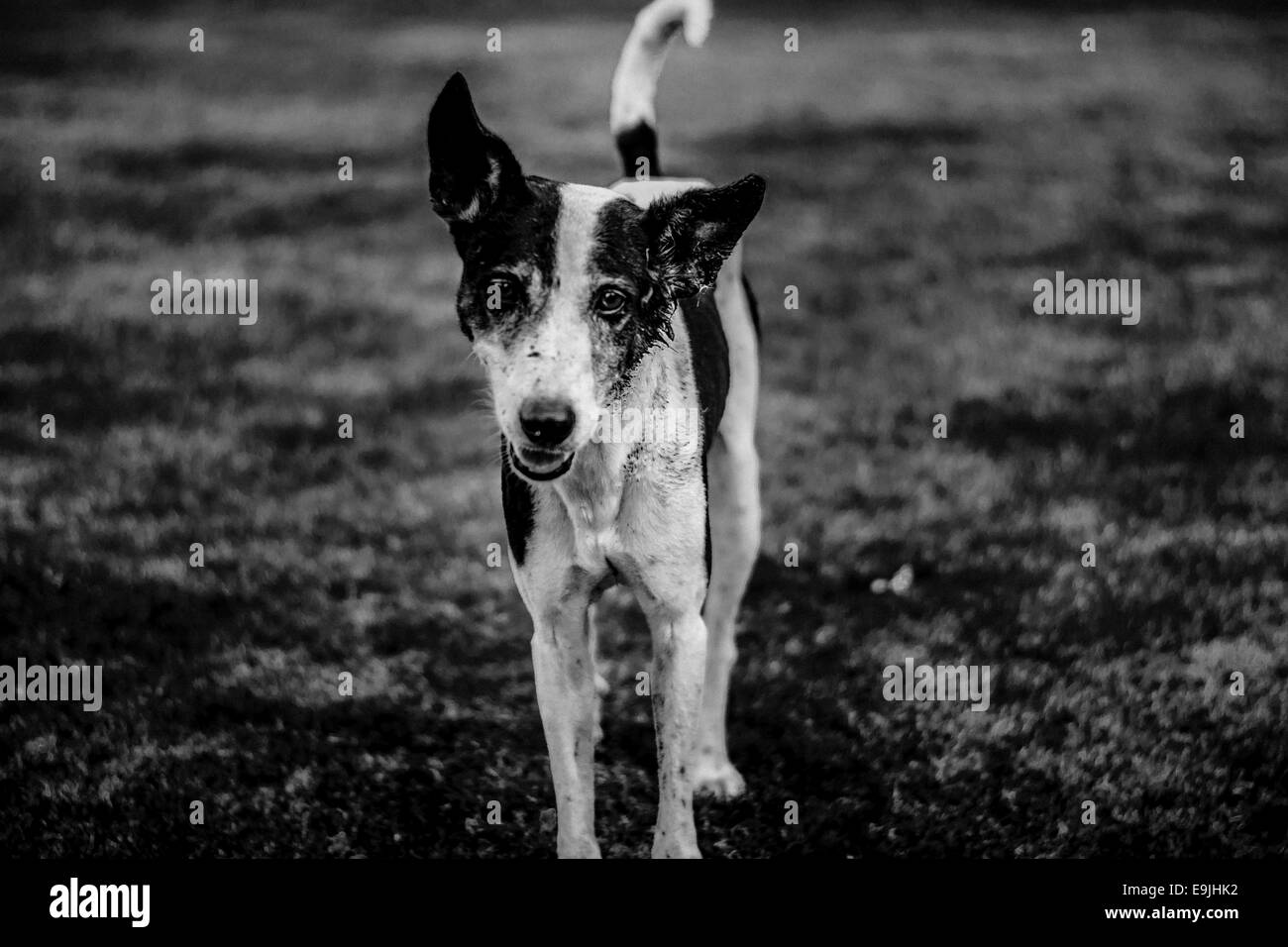 Very hunger dog hi-res stock photography and images - Alamy