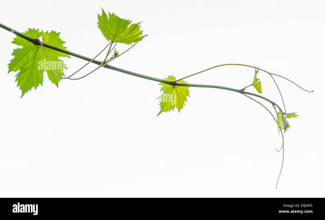 Grapevine leaf Cut Out Stock Images & Pictures - Alamy