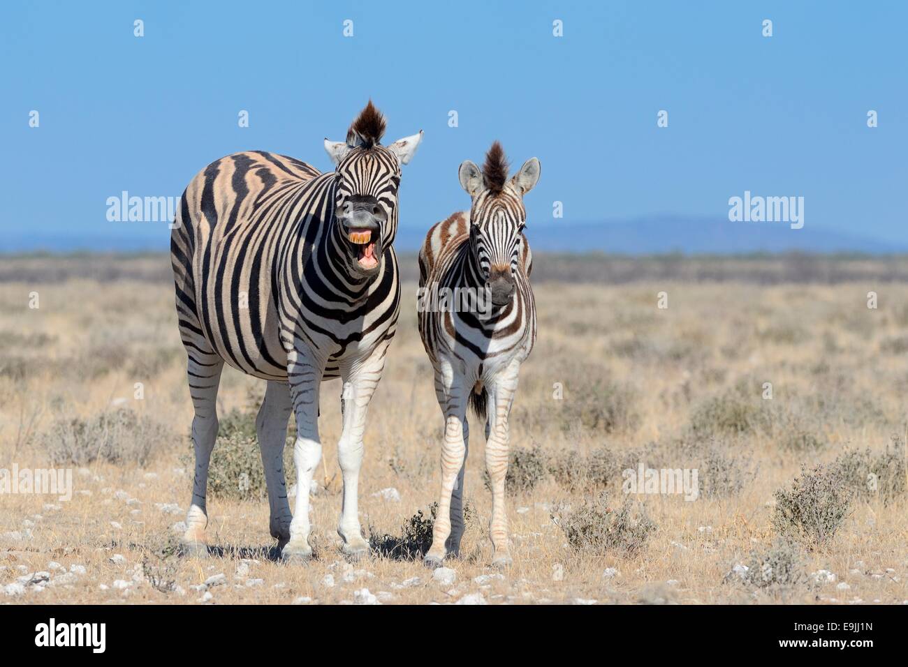 Burchell's zebras (Equus burchelli), adult, whinnying, and foal, in dry ...