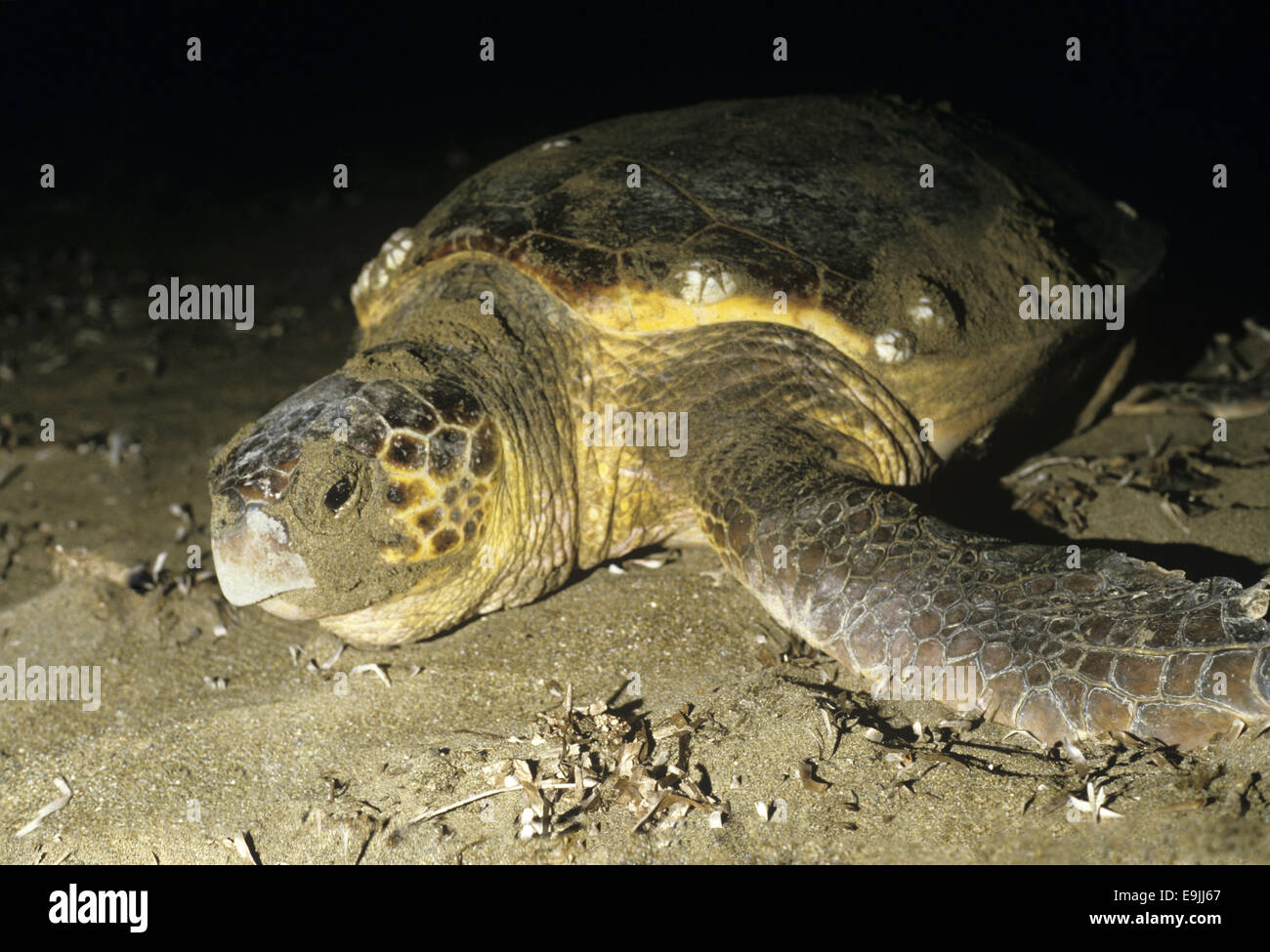 Loggerhead Turtle - Caretta caretta Stock Photo - Alamy