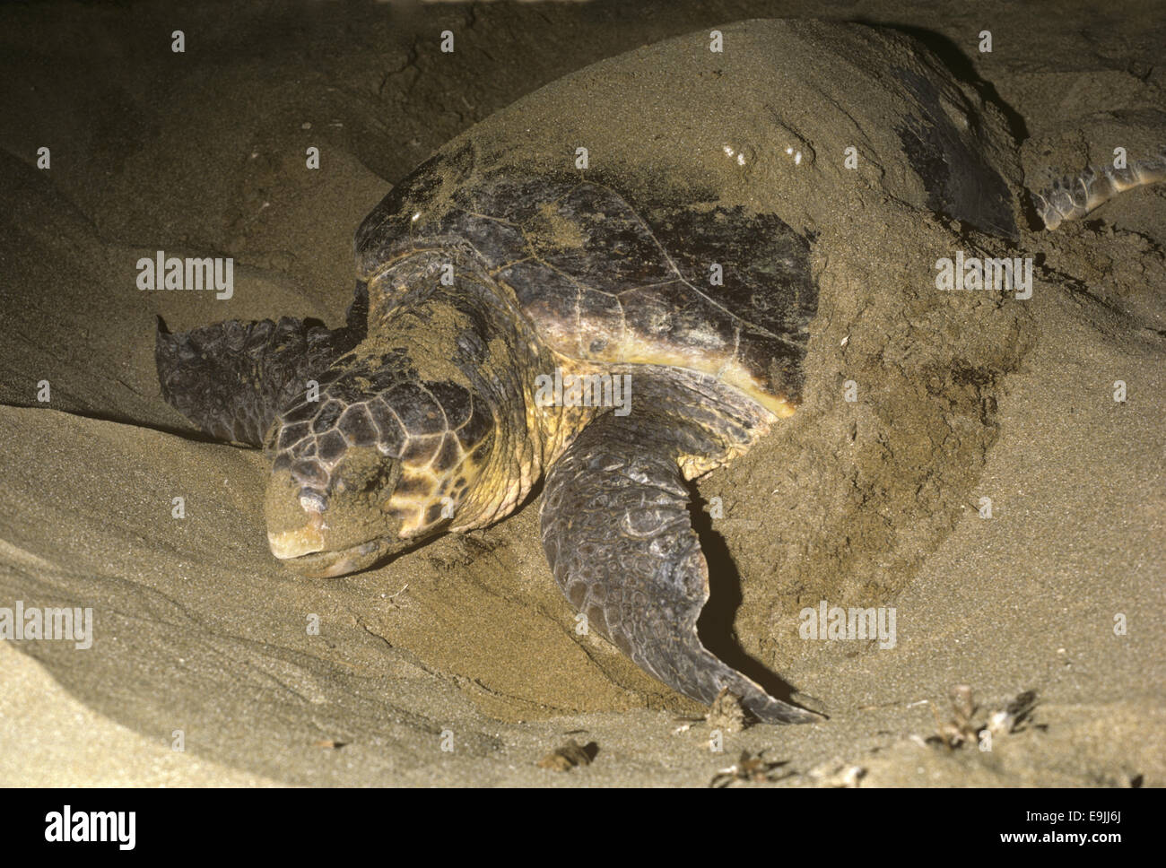 Loggerhead Turtle - Caretta caretta Stock Photo - Alamy