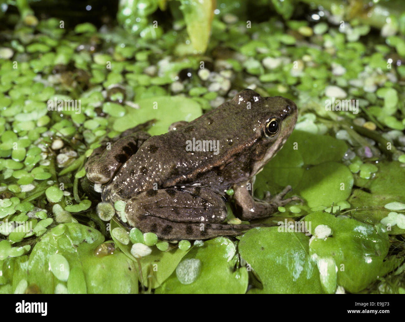 Marsh frog hi-res stock photography and images - Alamy