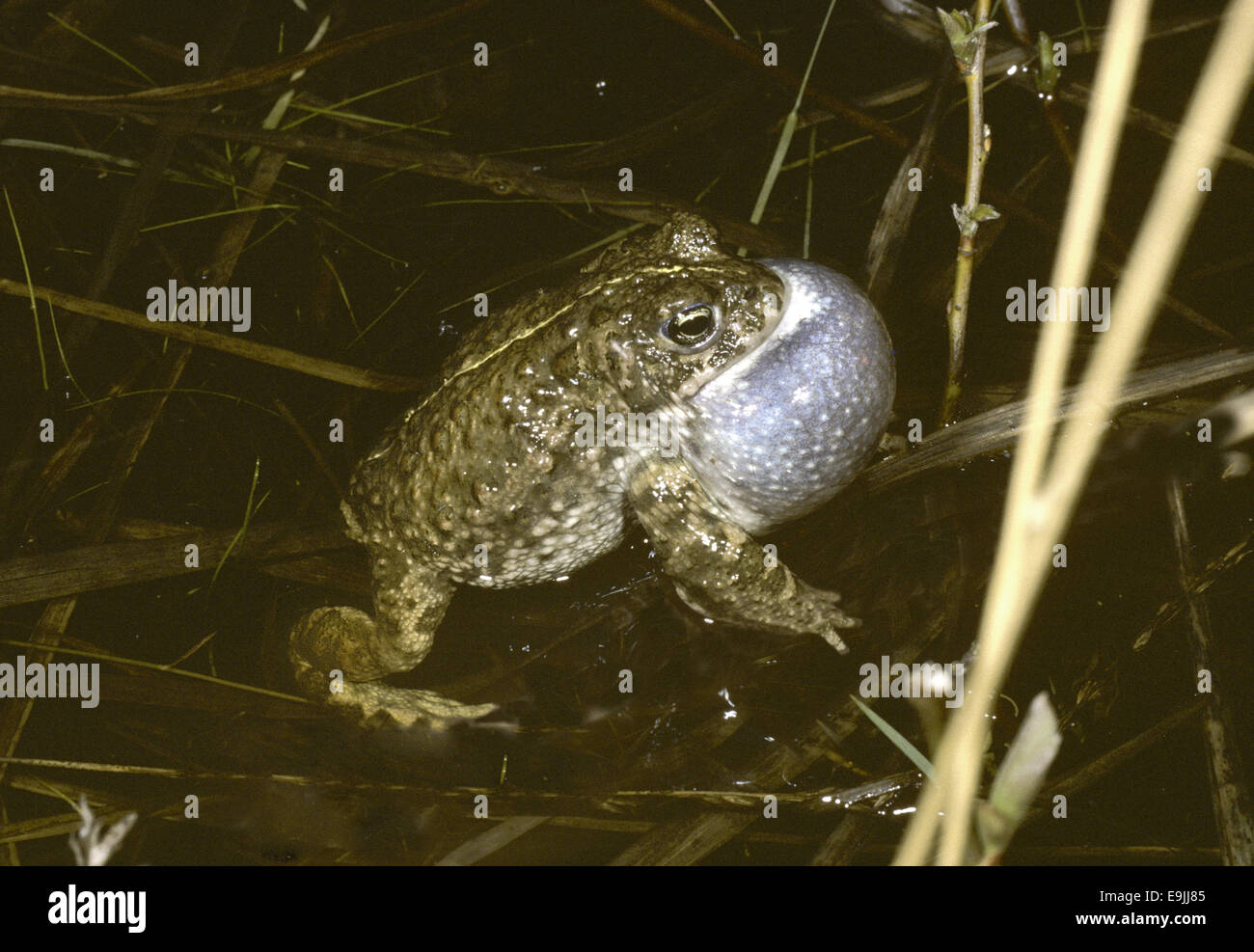 Expanded throat hi-res stock photography and images - Alamy