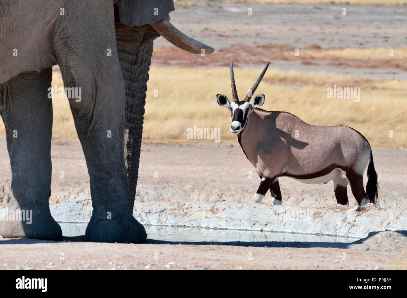 African animals waterhole gemsbok hi-res stock photography and images ...