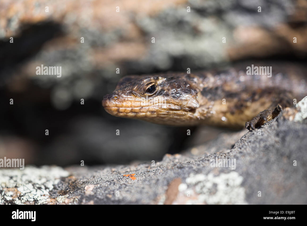 Karoo girdled lizard in close up, Namaqua National Park, Northern Cape ...