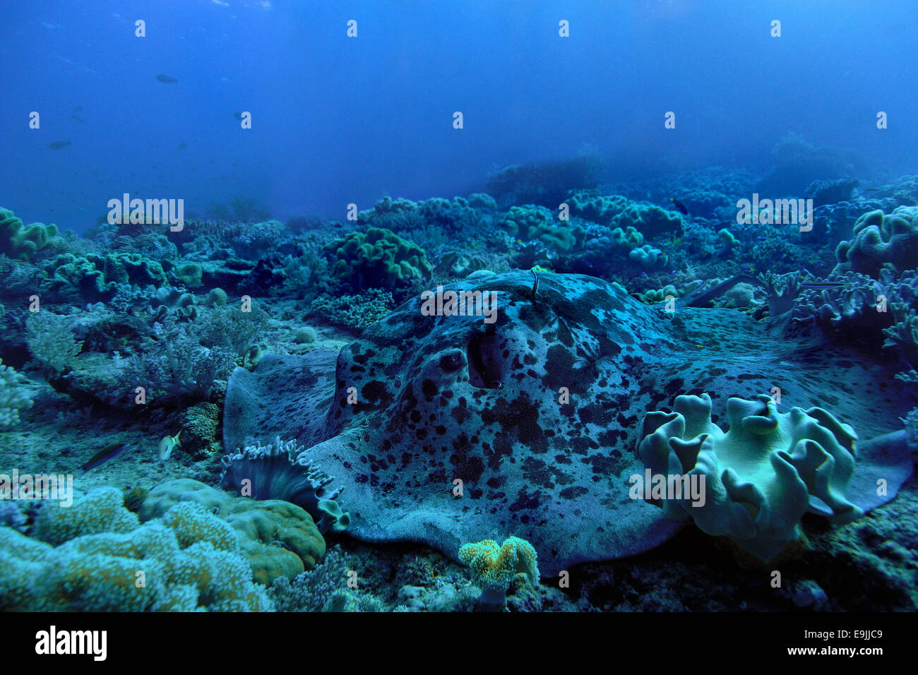 Round ribbontail ray (Taeniura meyeni), Raja Ampat, West Papua ...