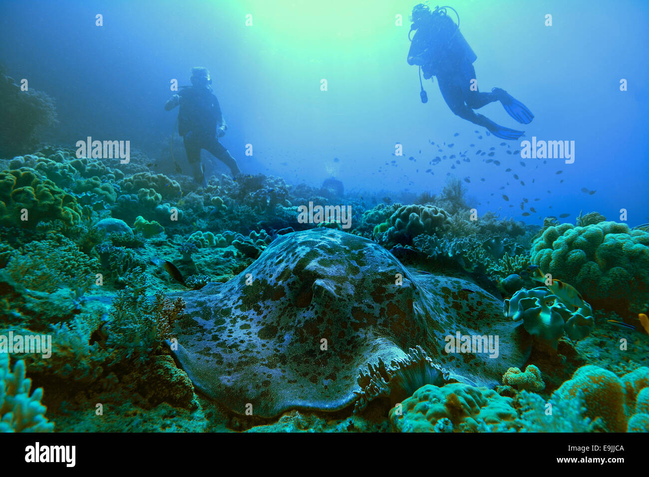 Round ribbontail ray (Taeniura meyeni) and diver, Raja Ampat, West ...
