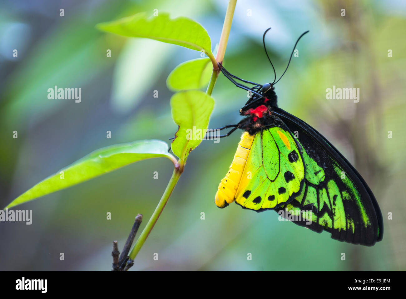 Goliath Birdwing (Ornithoptera goliath samson hybrid), Bali, Indonesia ...