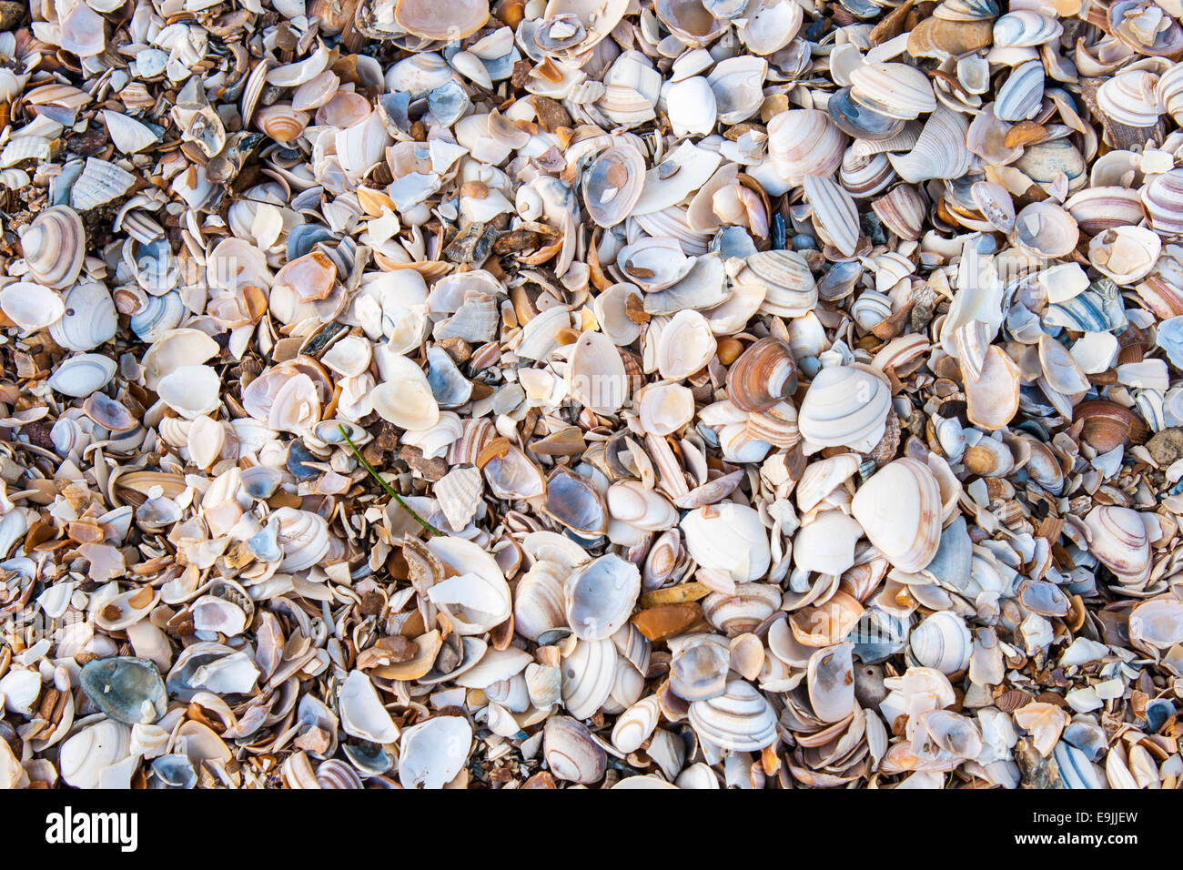 several seashells on the beach Stock Photo - Alamy