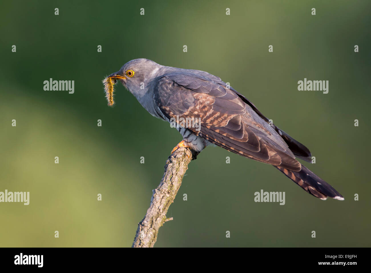 Cuckoo (Cuculus canorus), perched, with hairy caterpillar as prey ...