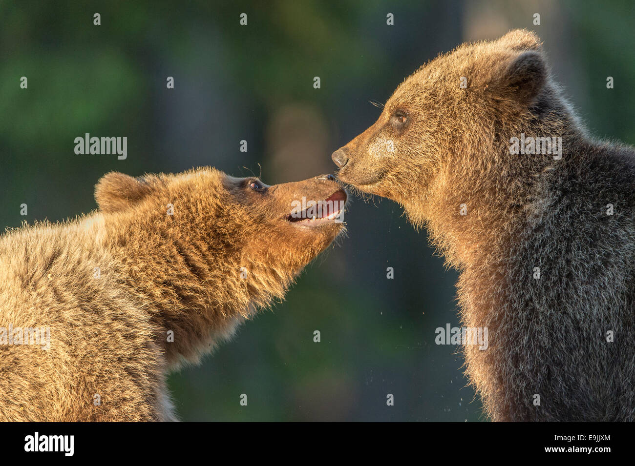 Two Brown Bears (Ursus arctos), Kainuu, Finland Stock Photo - Alamy