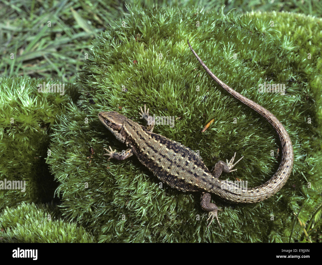 Common Lizard - Lacerta vivipara Stock Photo - Alamy