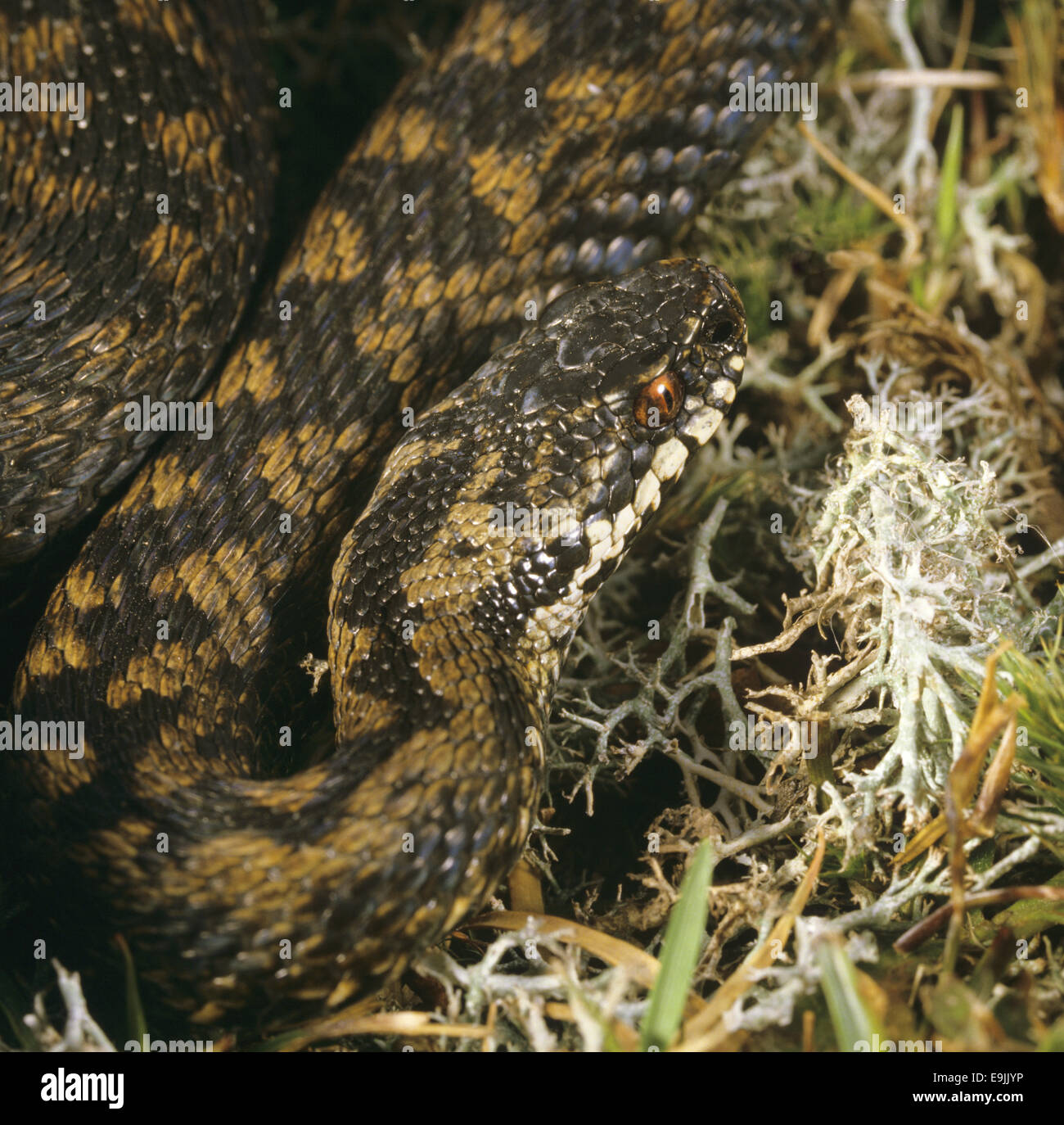 British Adder Stock Photos & British Adder Stock Images - Alamy