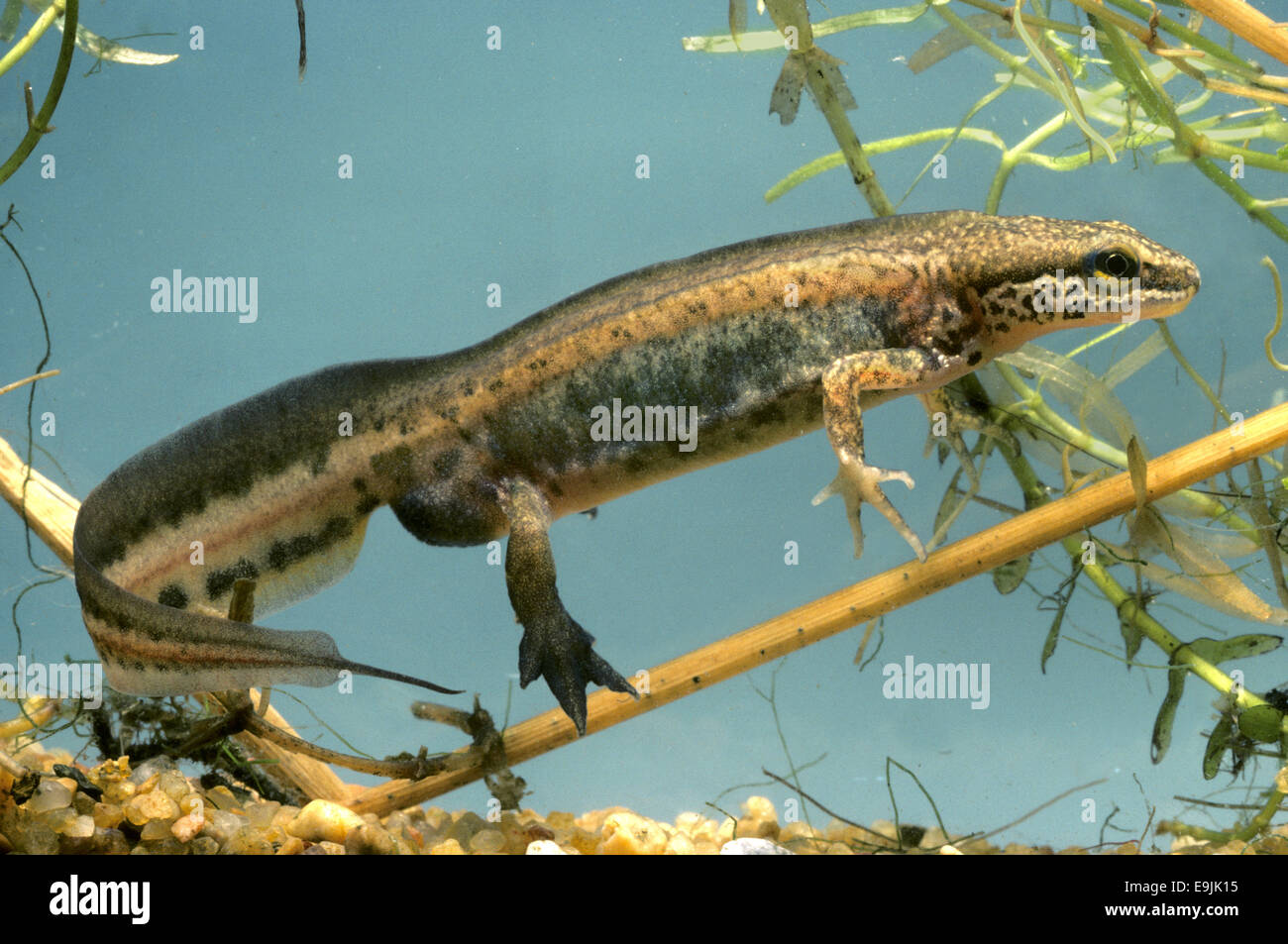 Palmate Newts Stock Photos & Palmate Newts Stock Images - Alamy