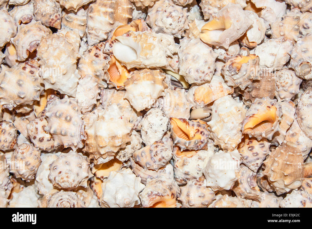 Greece exotic sea animals hi-res stock photography and images - Alamy