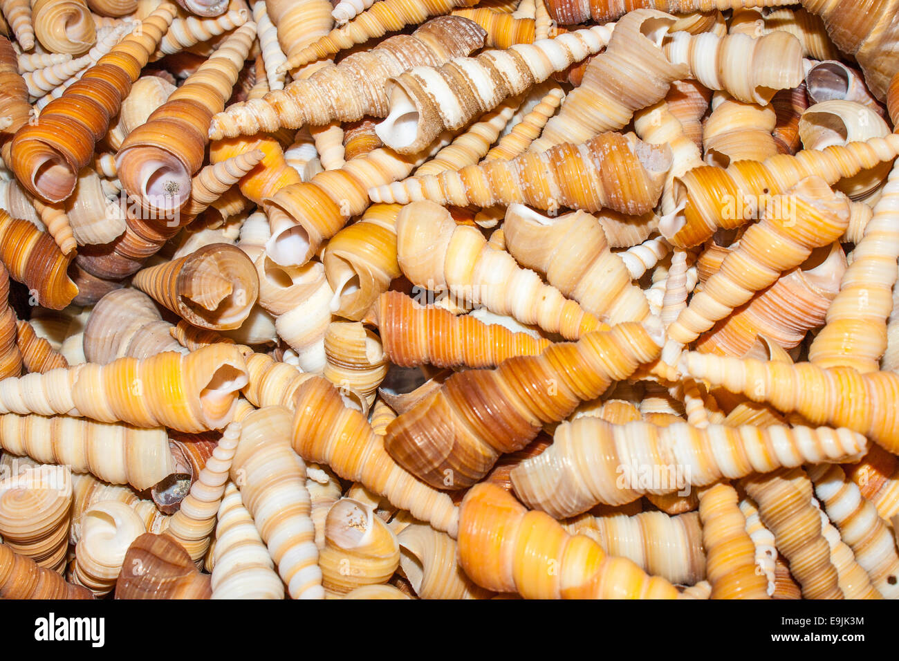 several seashells on the beach Stock Photo - Alamy