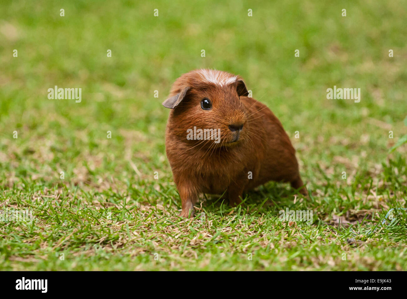 American Guinea Pig High Resolution Stock Photography and Images - Alamy