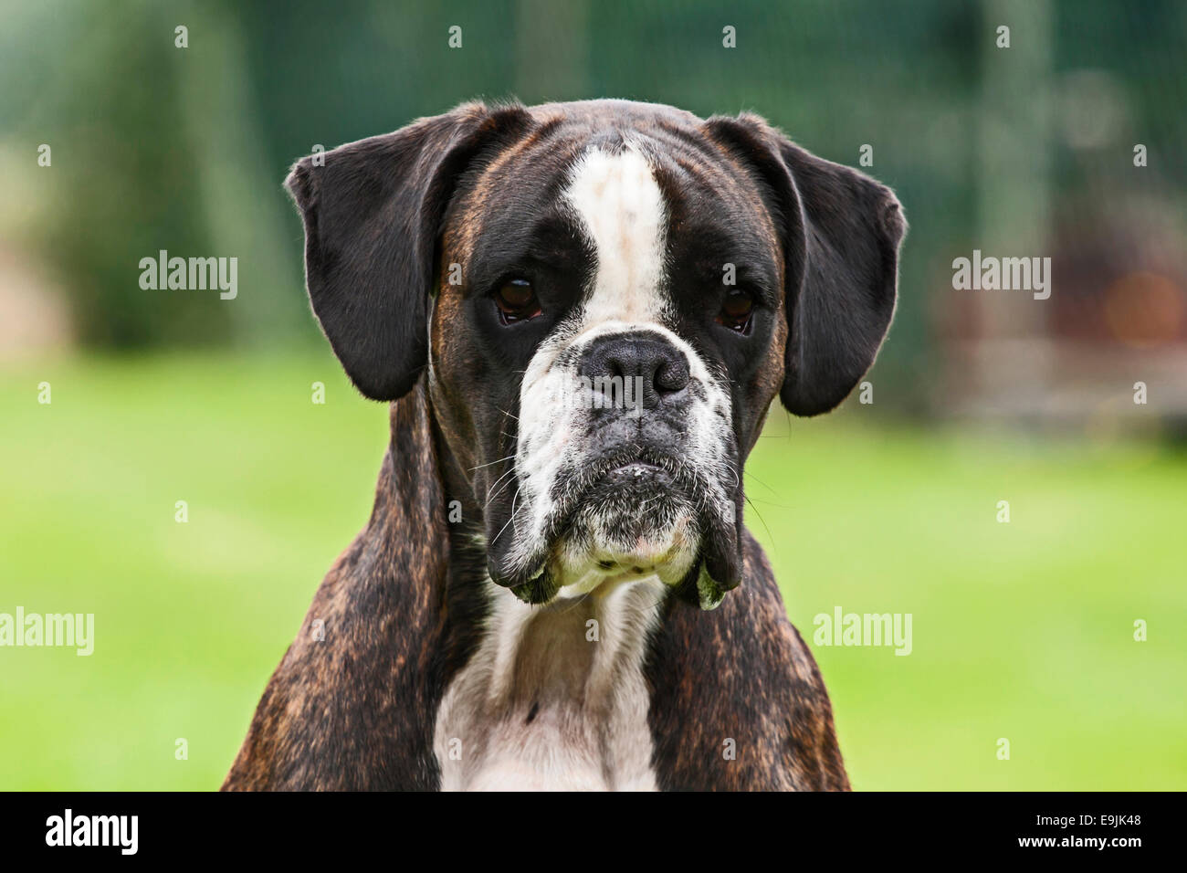 Boxer dog, portrait Stock Photo - Alamy