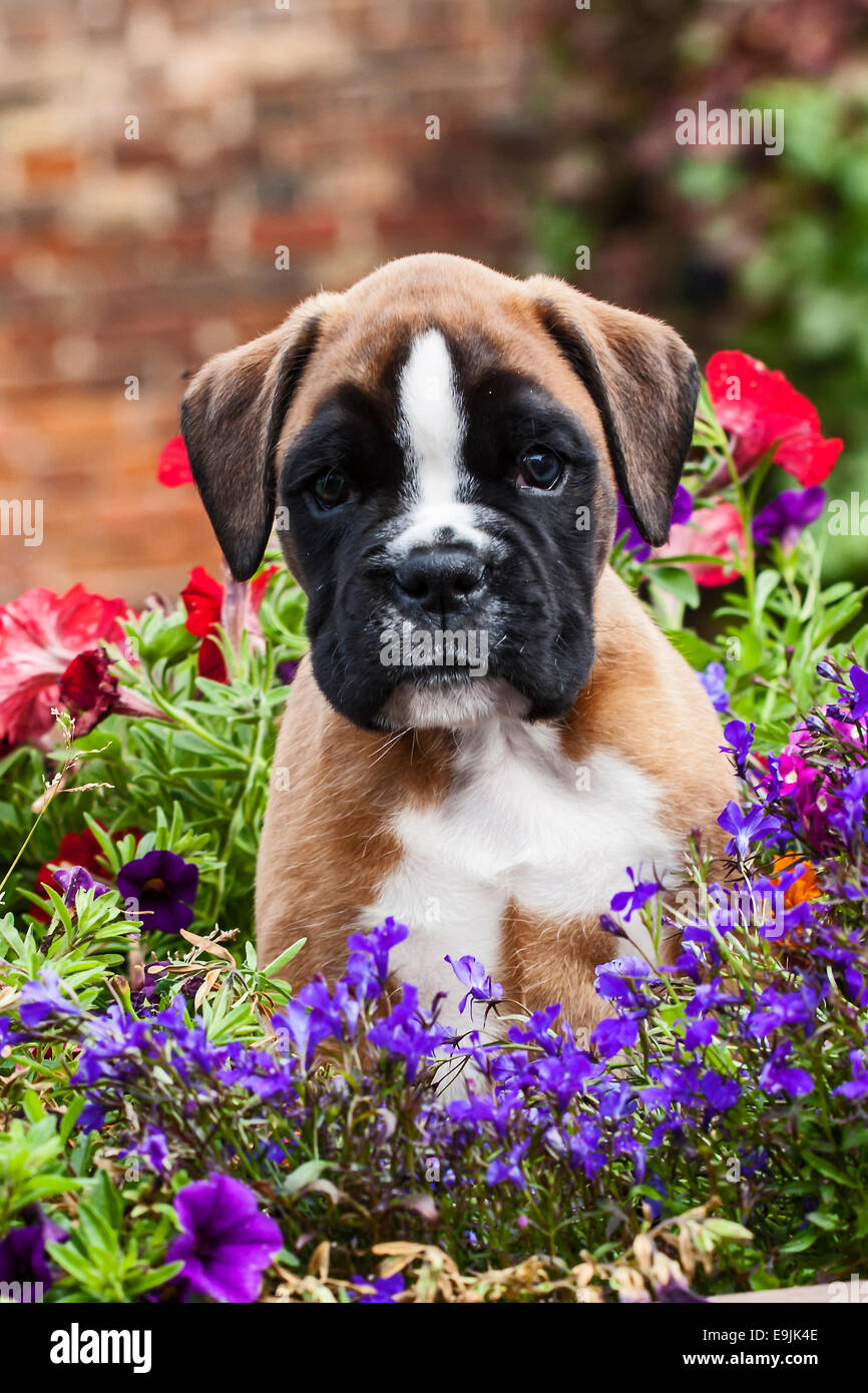 Boxer Pedigree High Resolution Stock Photography and Images - Alamy