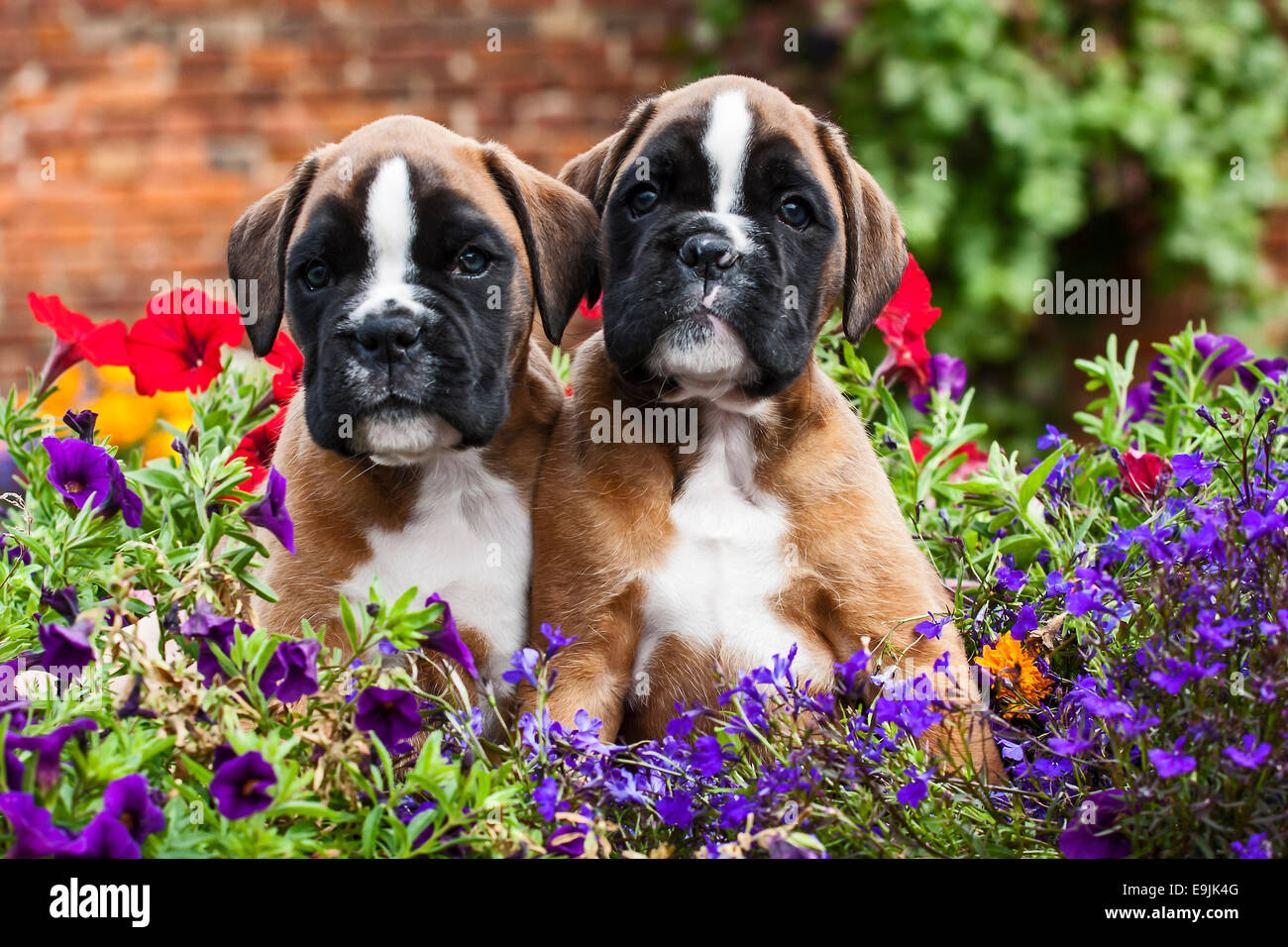Boxer Puppies Stock Photos & Boxer Puppies Stock Images - Alamy