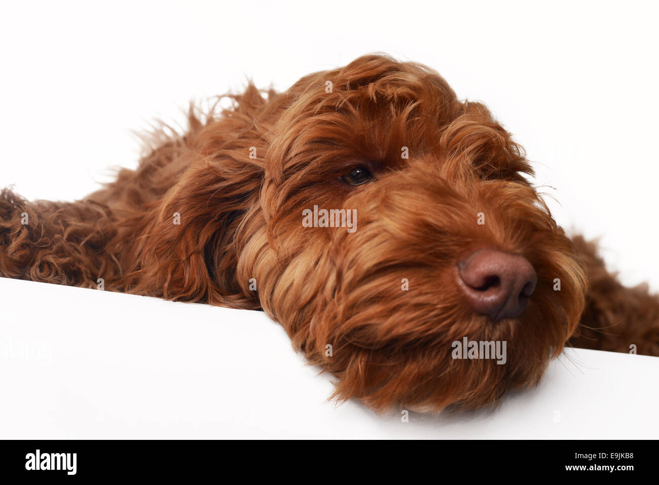 Cockapoo puppy dog isolated on a white background Stock Photo - Alamy